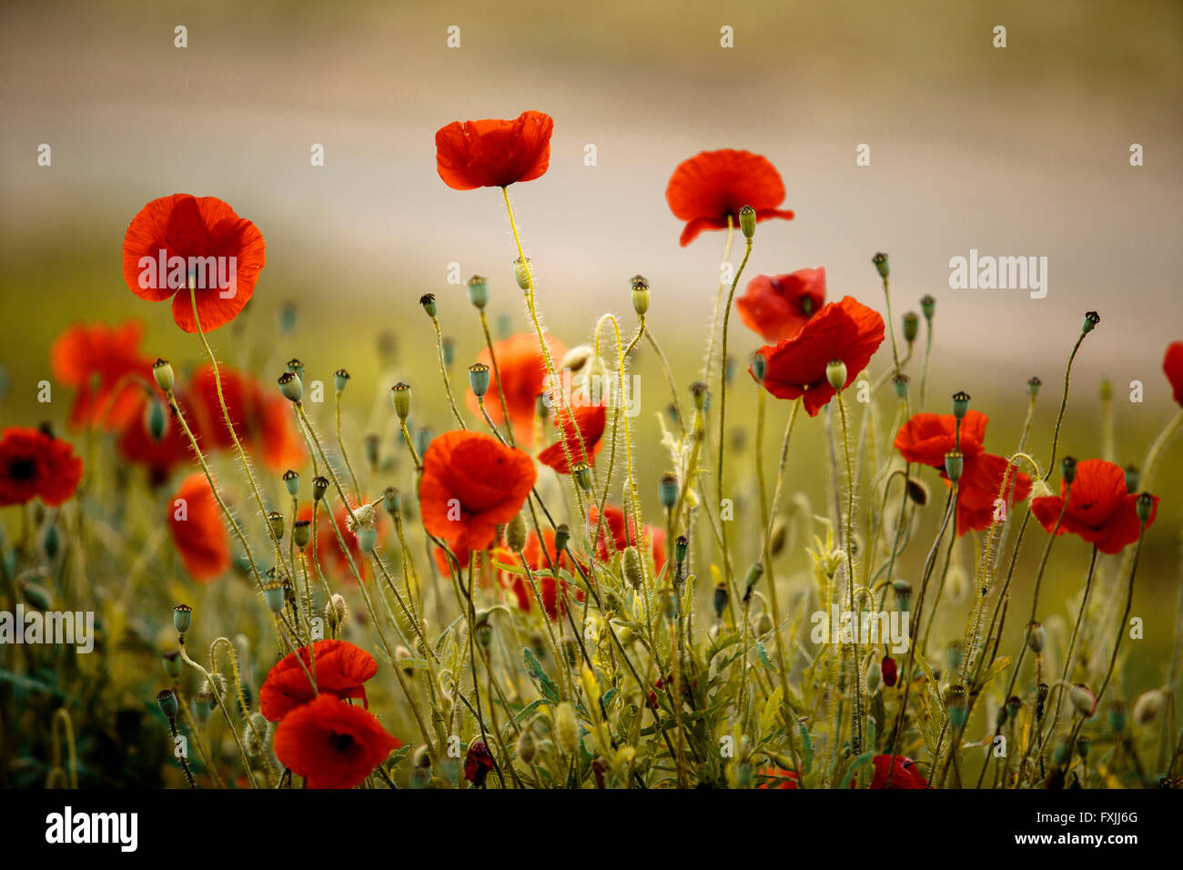 Red poppy Flowers in June in Rhineland-Palatinate, Germany Stock Photo ...