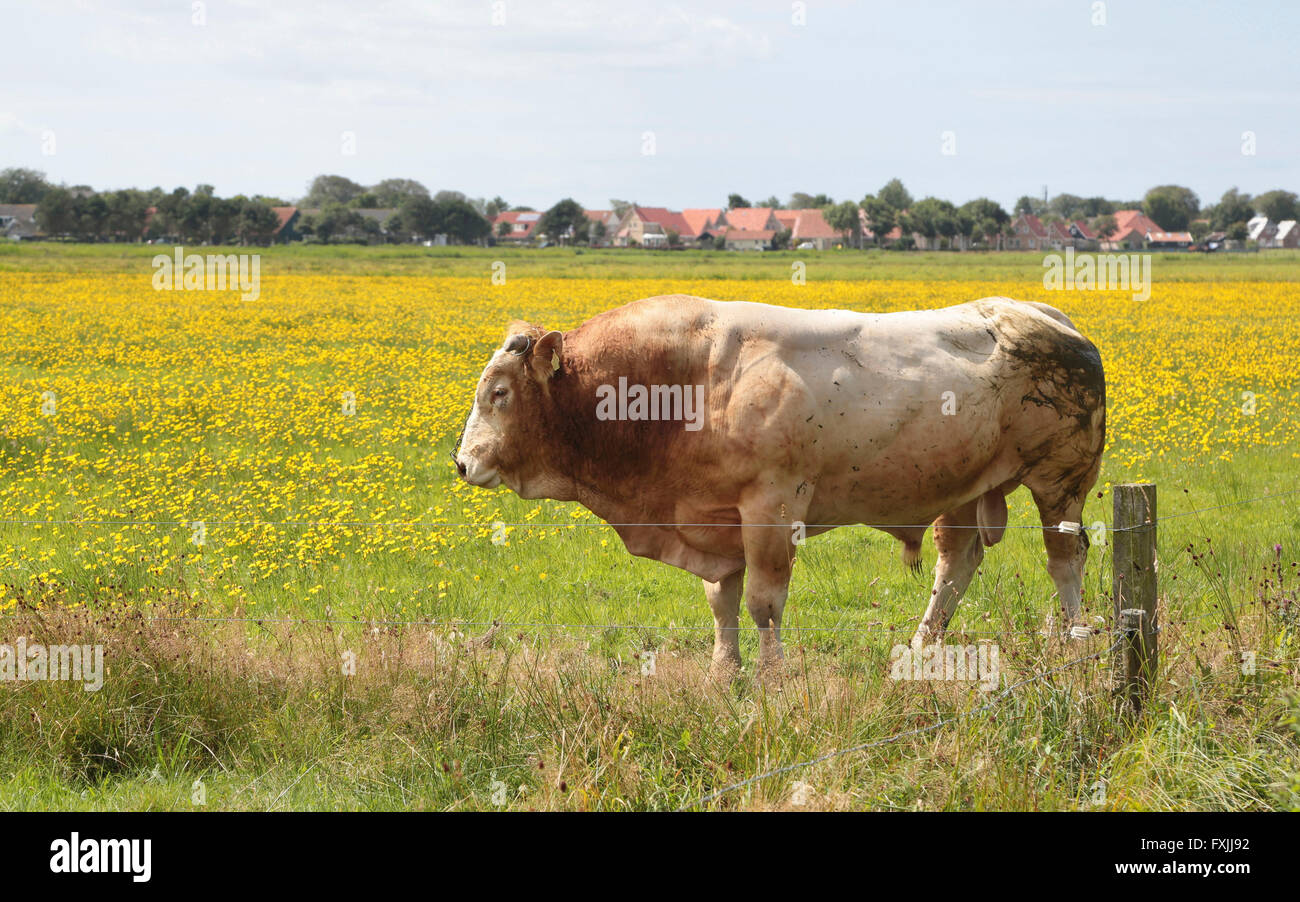 Stud beef bulls cows hi-res stock photography and images - Alamy