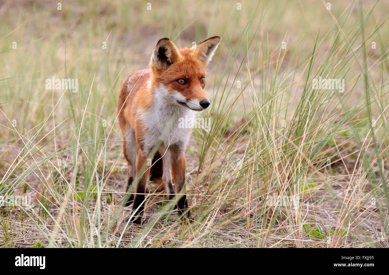 A fox standing in the dunes Stock Photo - Alamy