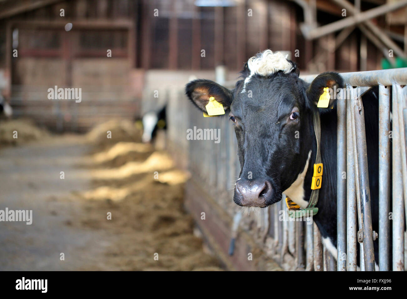 A cow in a barn Stock Photo - Alamy