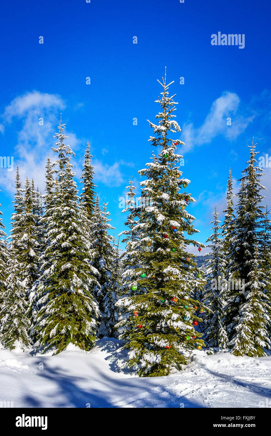 Christmas decoration on a snow covered pine tree in the high alpine ...