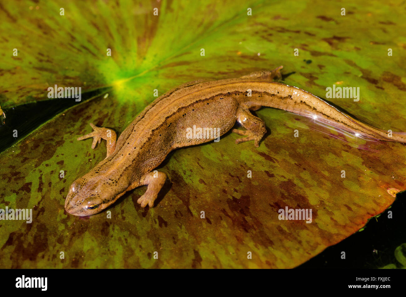 The palmate newt (Lissotriton helveticus) is a species of newt found in ...