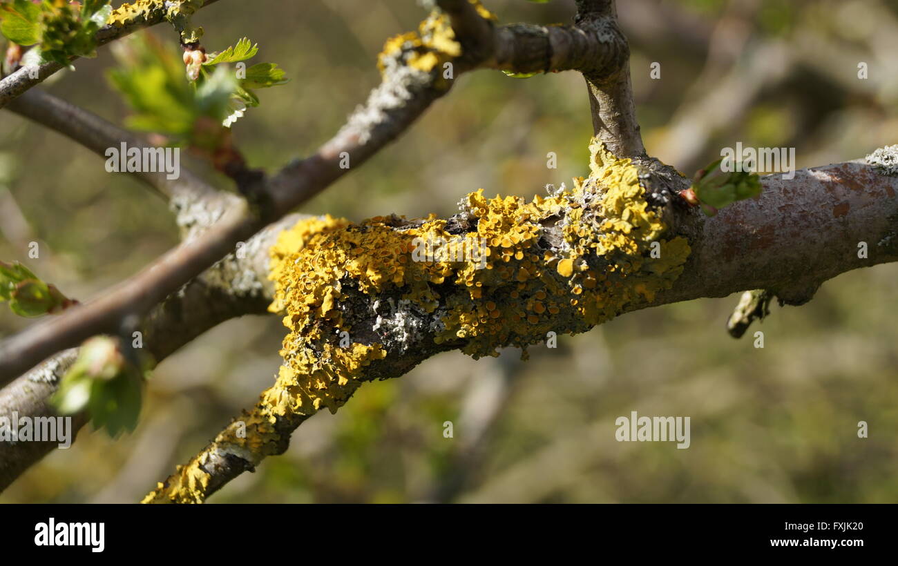 Lichen on a tree branch in sunshine Stock Photo - Alamy