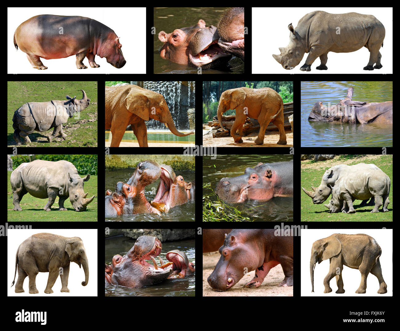 Hippo Vs Rhino Vs Elephant