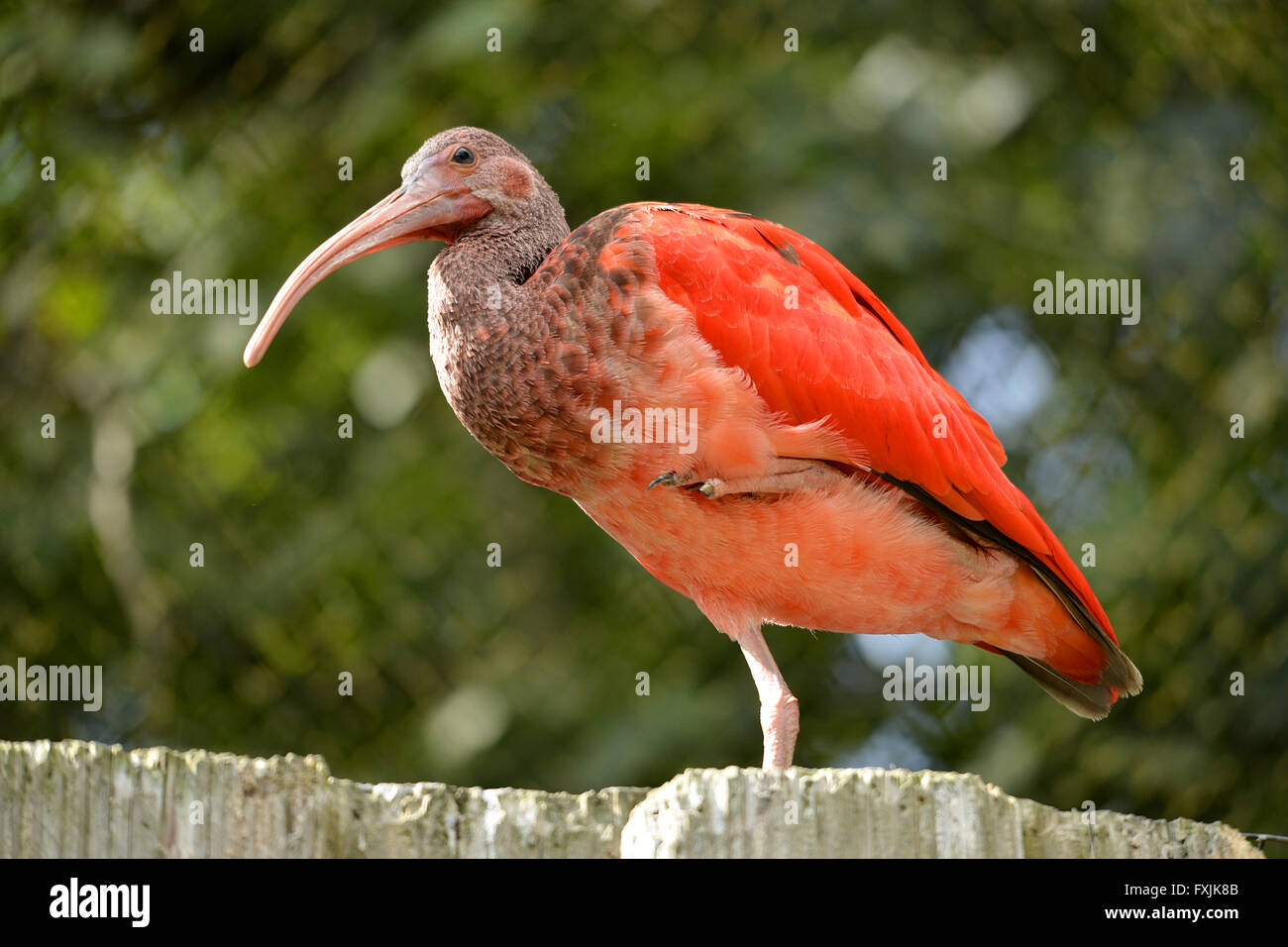 Closeup Scarlet ibis (Eudocimus ruber) perched on wall on one leg Stock ...