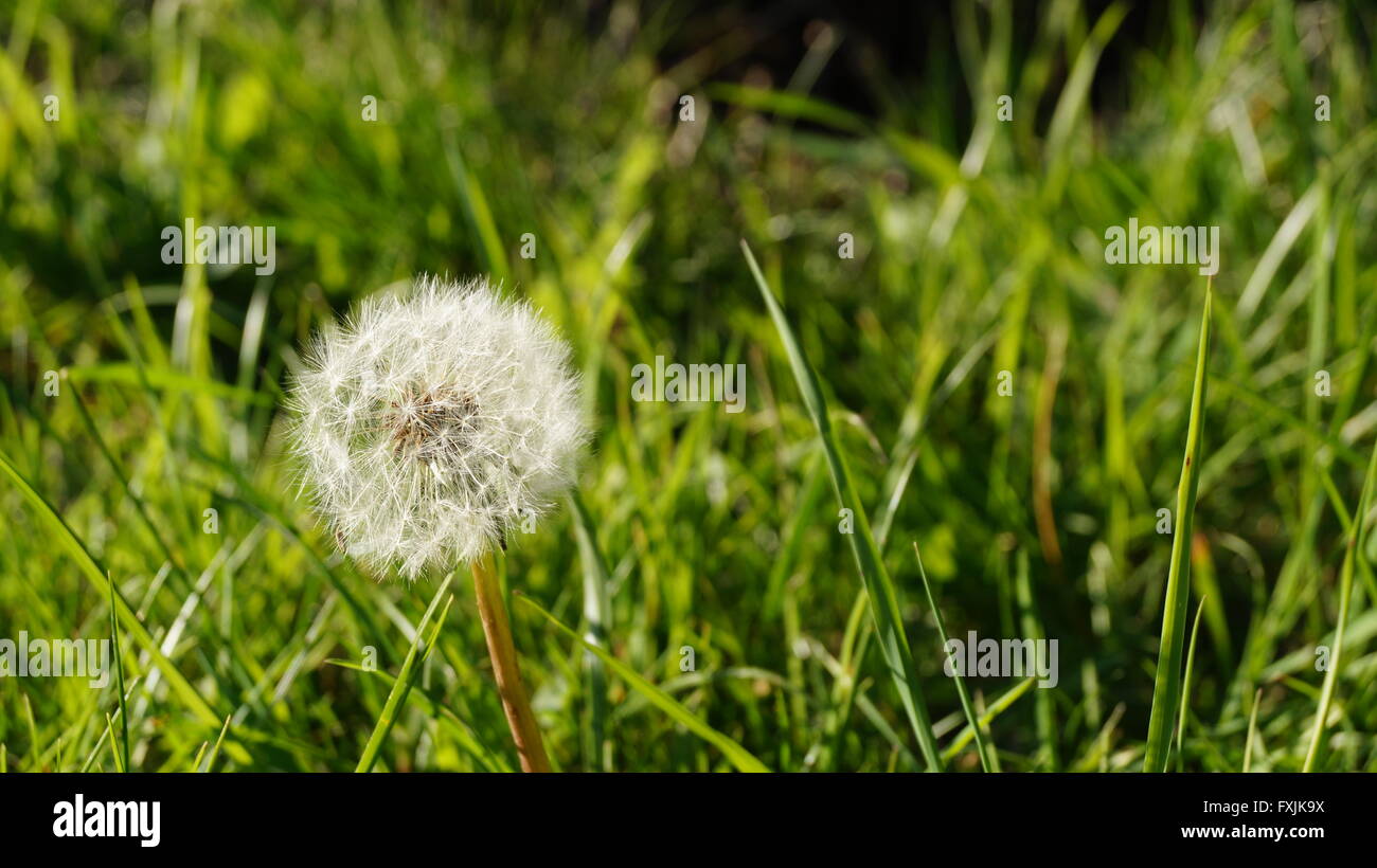 Dande lion hi-res stock photography and images - Alamy