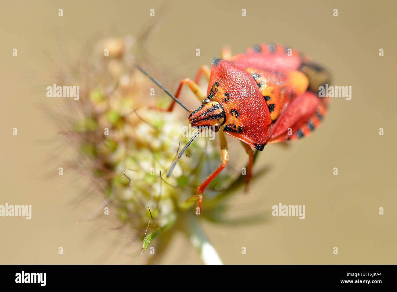 Red antenna insect hi-res stock photography and images - Alamy