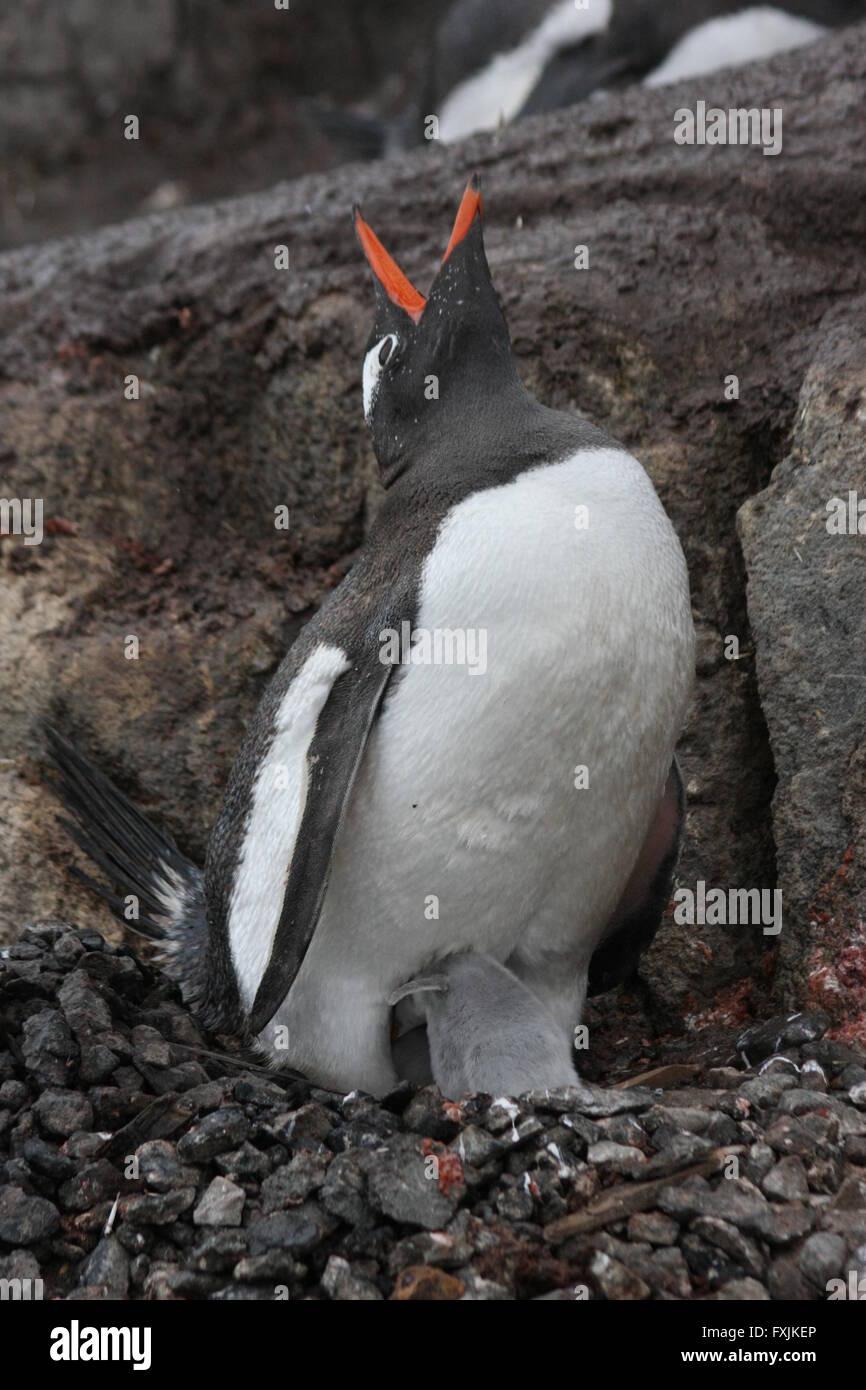 Braying Gentoo penguin with chick on nest in Antarctic peninsula Stock ...