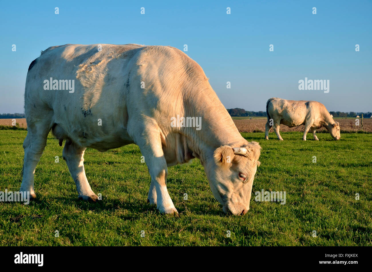 Normandy cow hi-res stock photography and images - Alamy