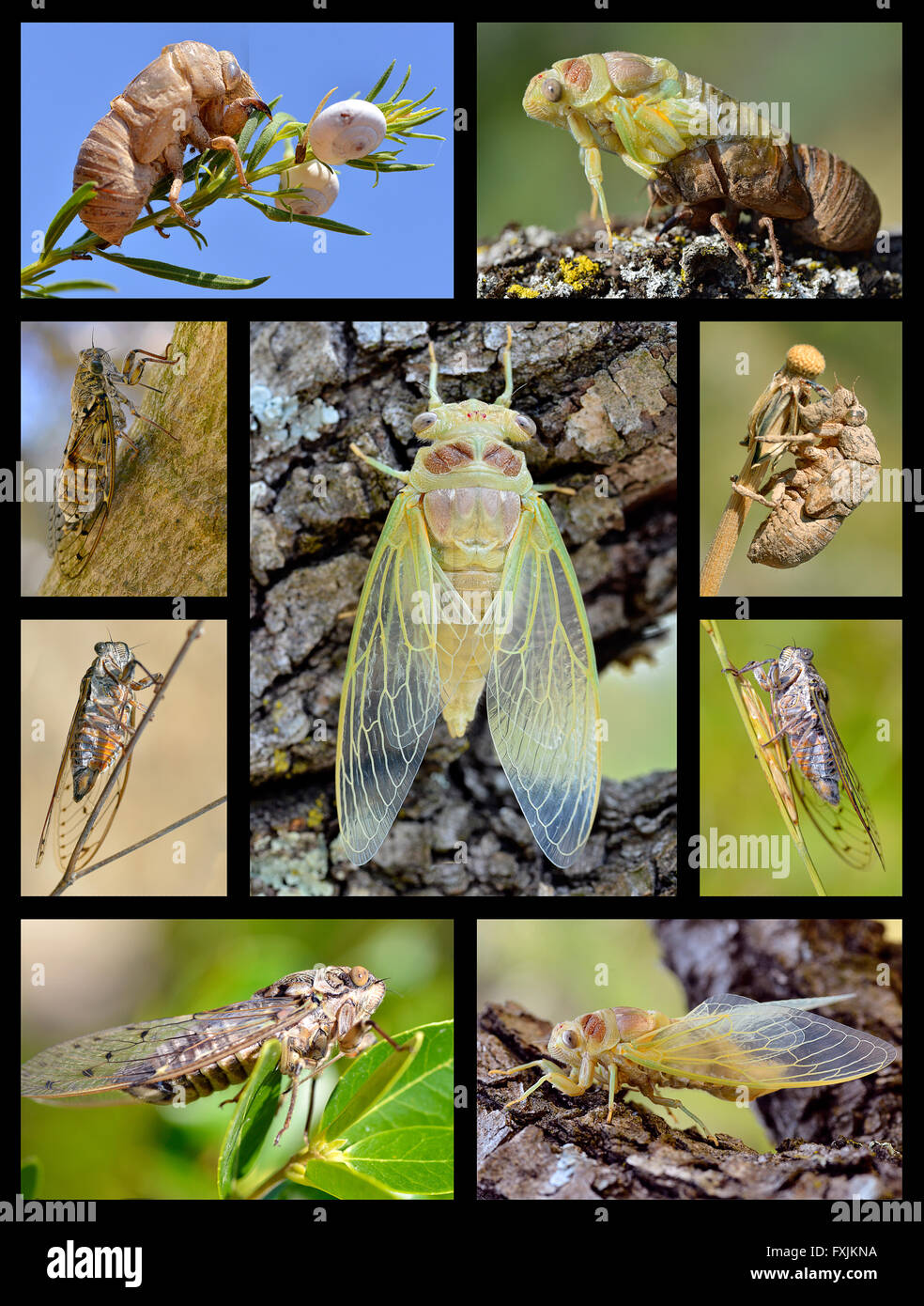 Cicadas row hi-res stock photography and images - Alamy