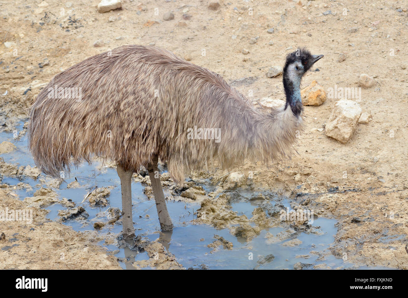 Emu (Dromaius novaehollandiae) in the puddle seen from above Stock ...