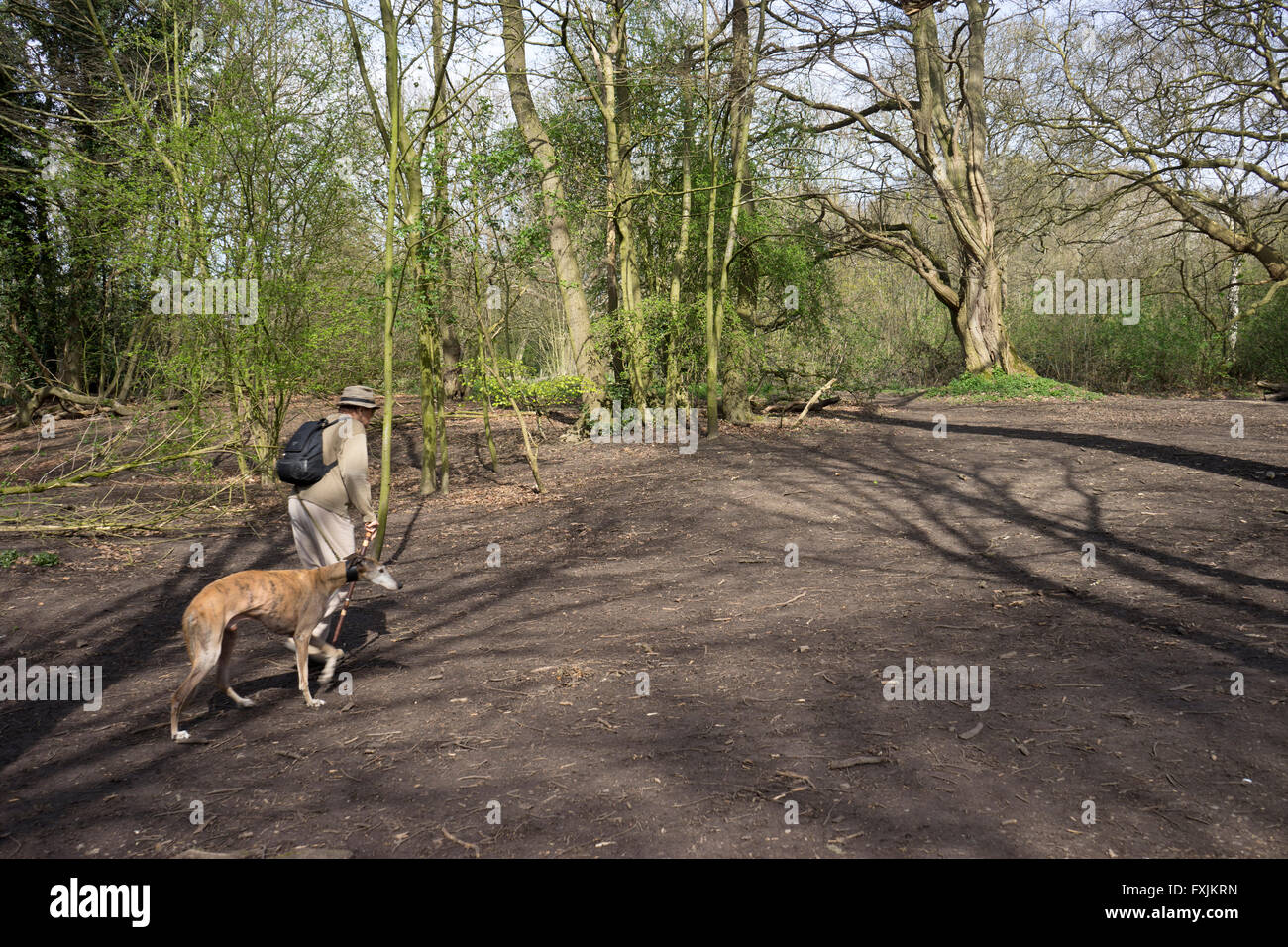 Visitor walking dog in Hampstead Heath. London, England, UK Stock Photo ...
