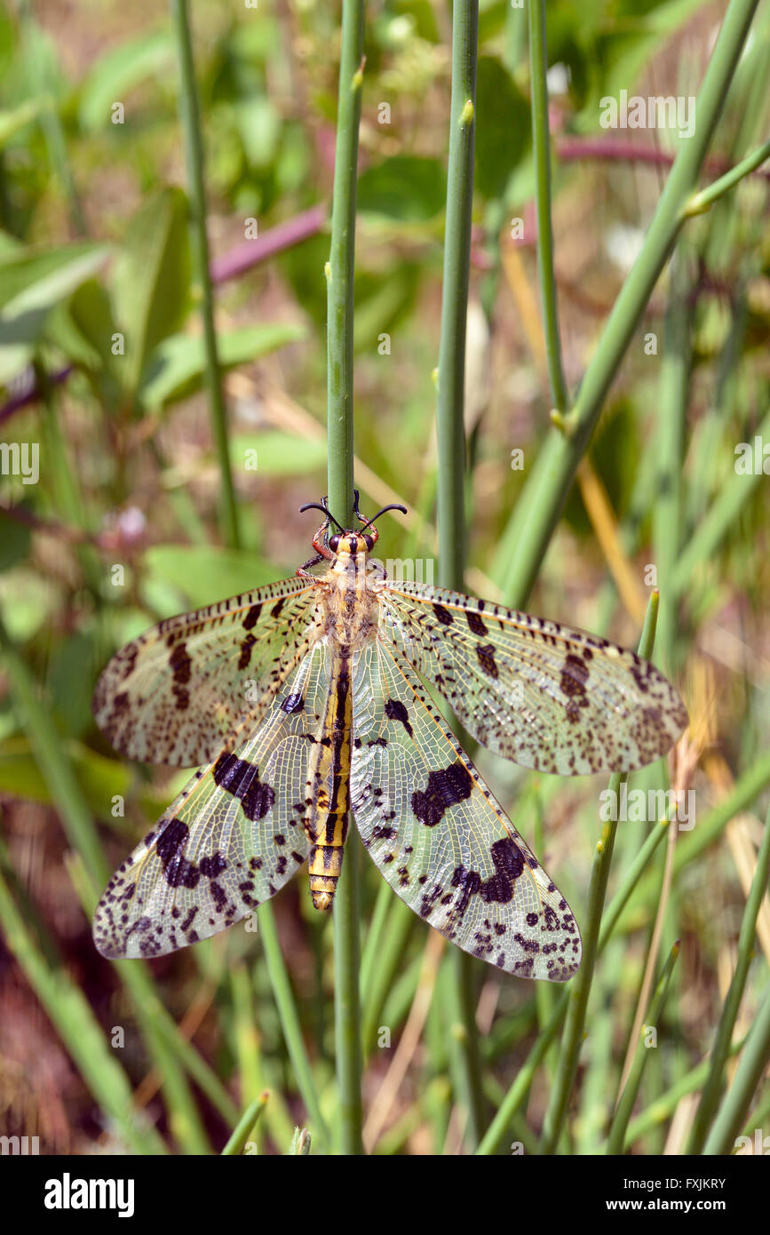 Palpares libelluloides hi-res stock photography and images - Alamy