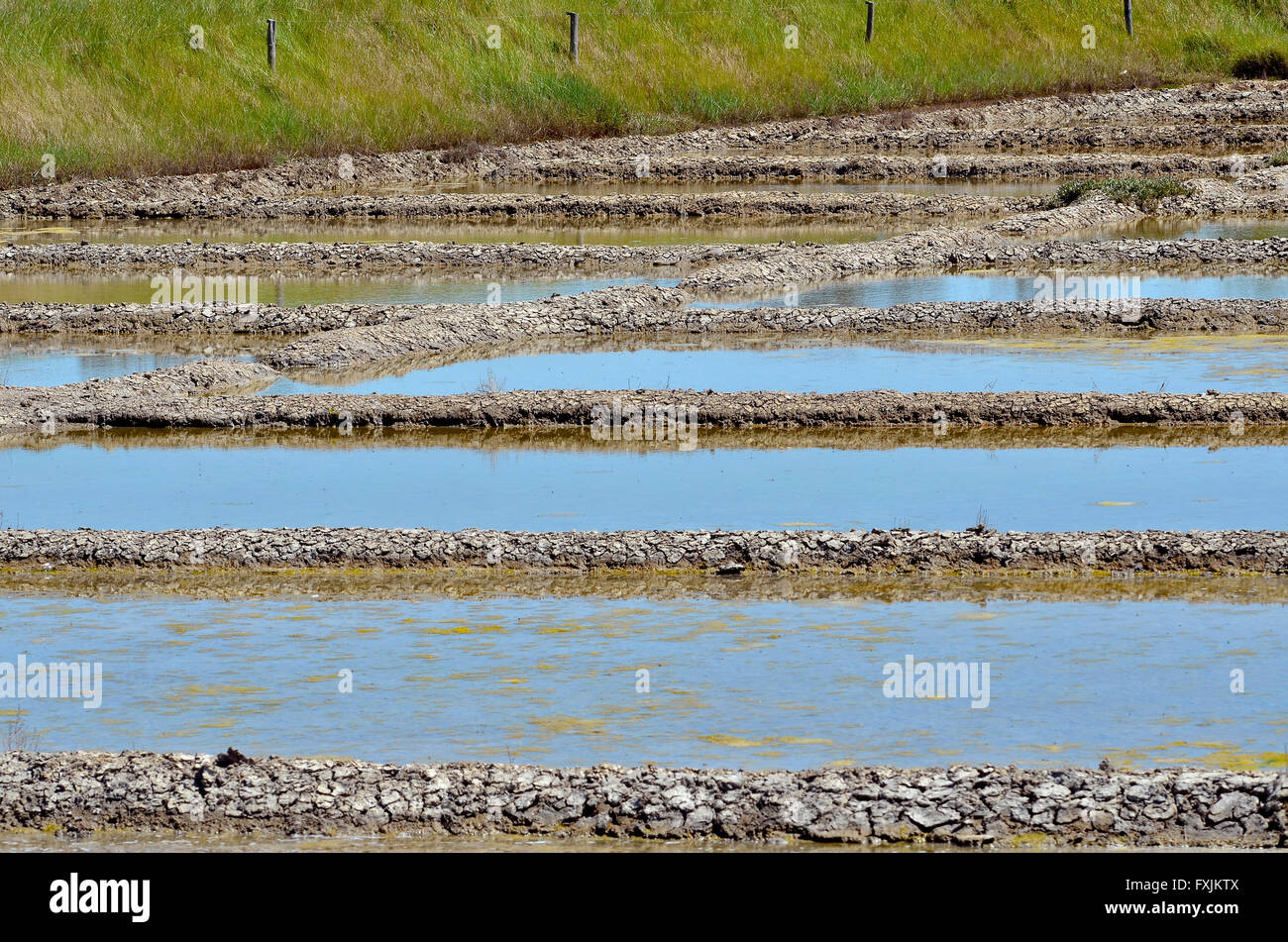 Saltwater swamp hi-res stock photography and images - Alamy