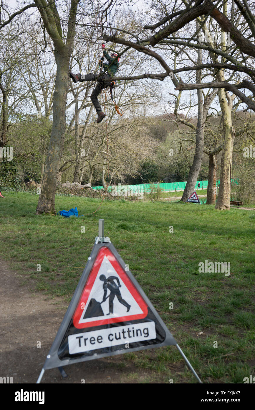 Tree cutting and maintenance in Hampstead Heath. London, England, UK ...
