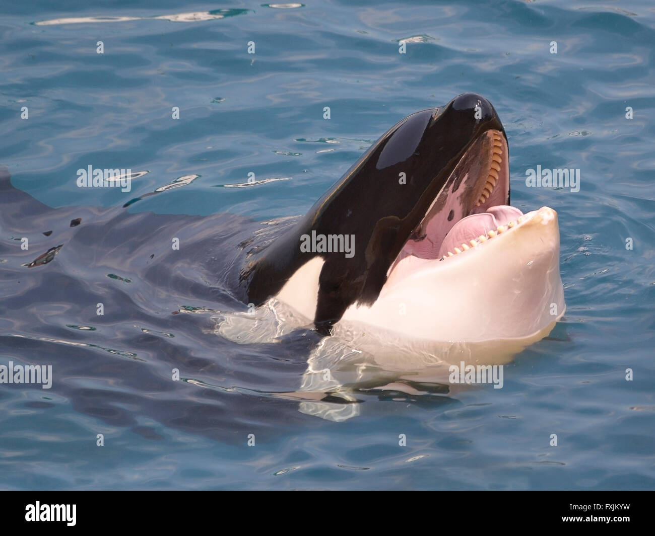 Head of killer whale (Orcinus orca) opening mouth in blue water Stock ...
