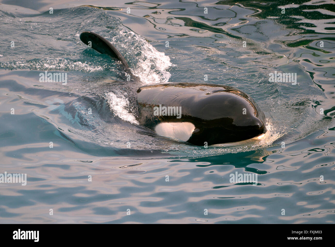 Whale closeup hi-res stock photography and images - Alamy