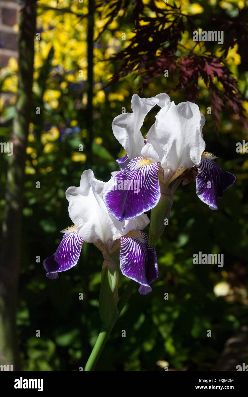 A purple and white bearded iris Stock Photo - Alamy