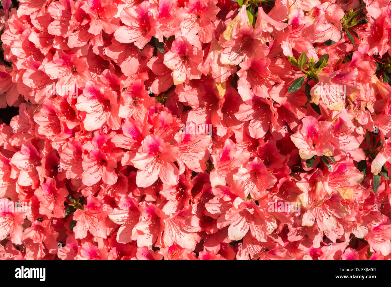 Spring Azalea in Georgia Stock Photo - Alamy