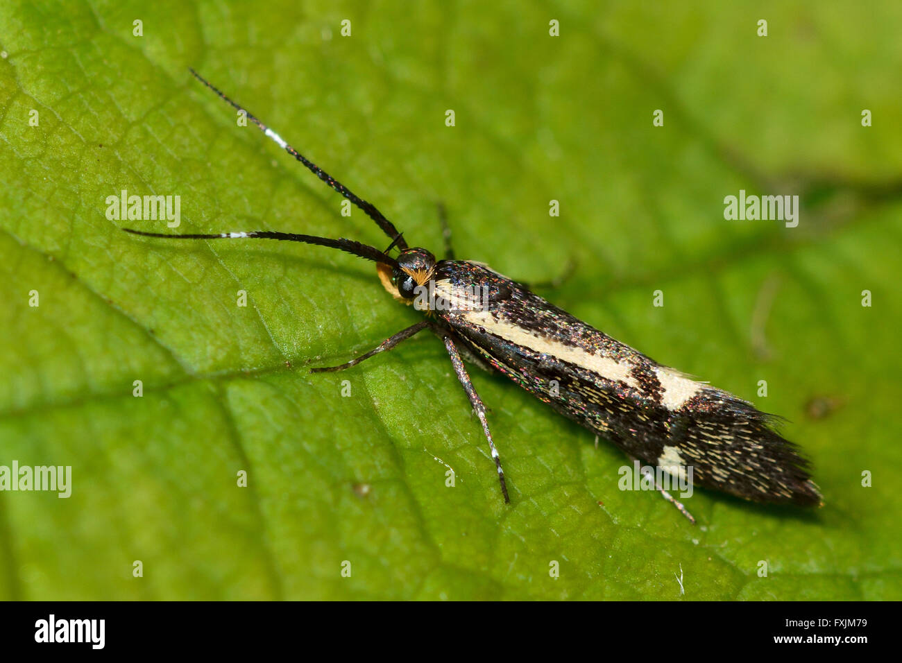 Esperia sulphurella micro moth. Tiny brown moth with yellow markings ...
