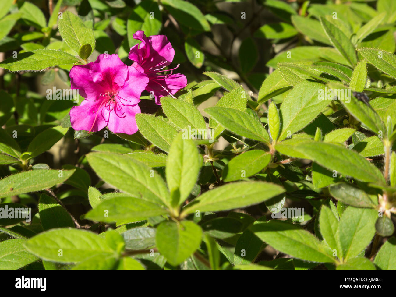 Pink Spring Azalea Stock Photo - Alamy