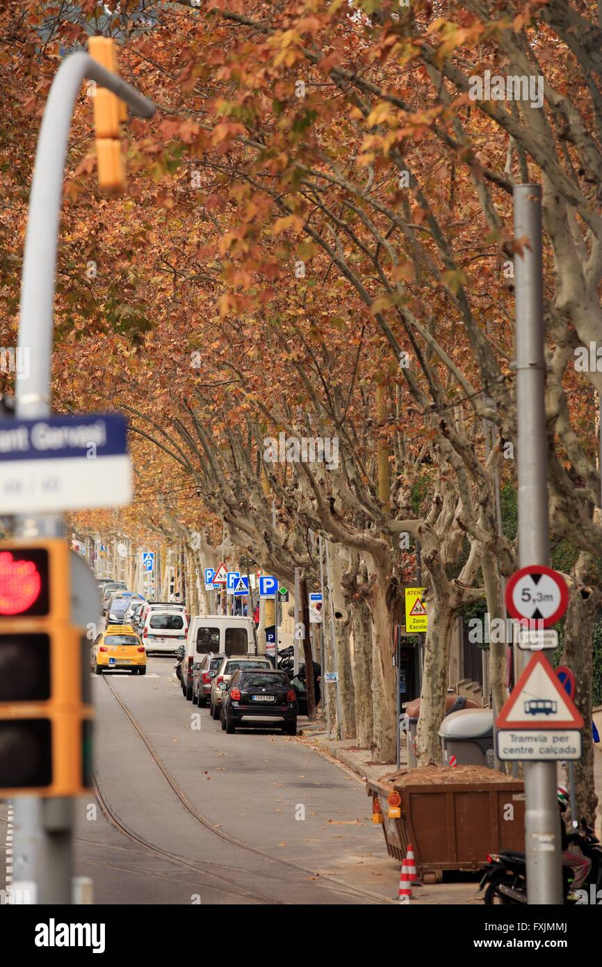 Trees line a city street in Barcelona, Spain Stock Photo - Alamy