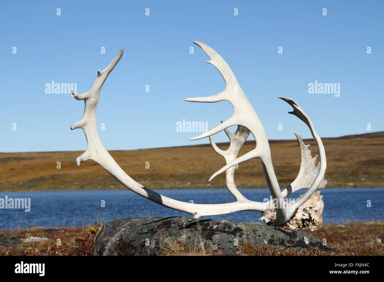 Caribou Rack Stock Photos & Caribou Rack Stock Images - Alamy