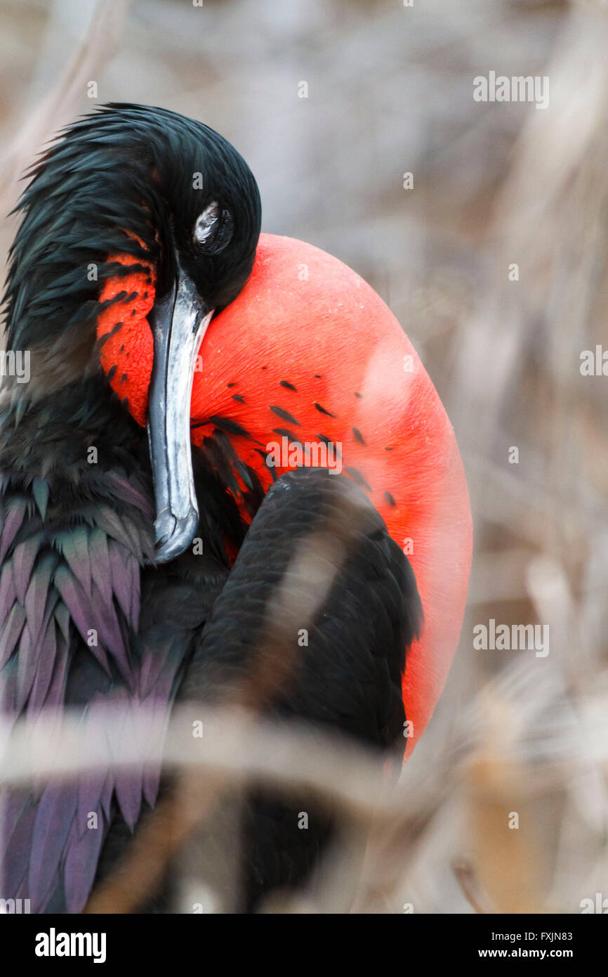 Frigate bird on north hi-res stock photography and images - Alamy