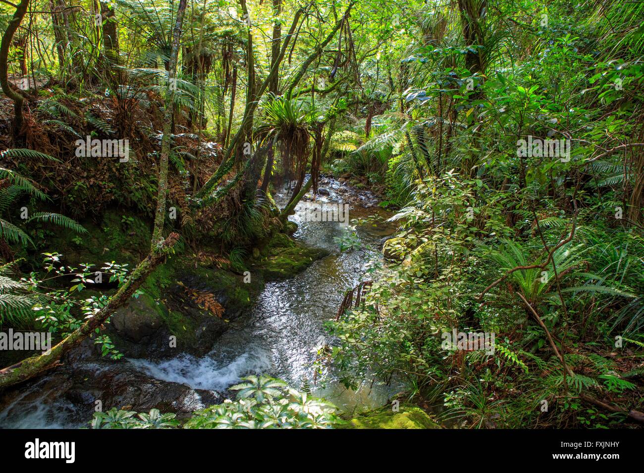 The beautiful rainforest scenery of the Kauri Lookout Trail within the ...