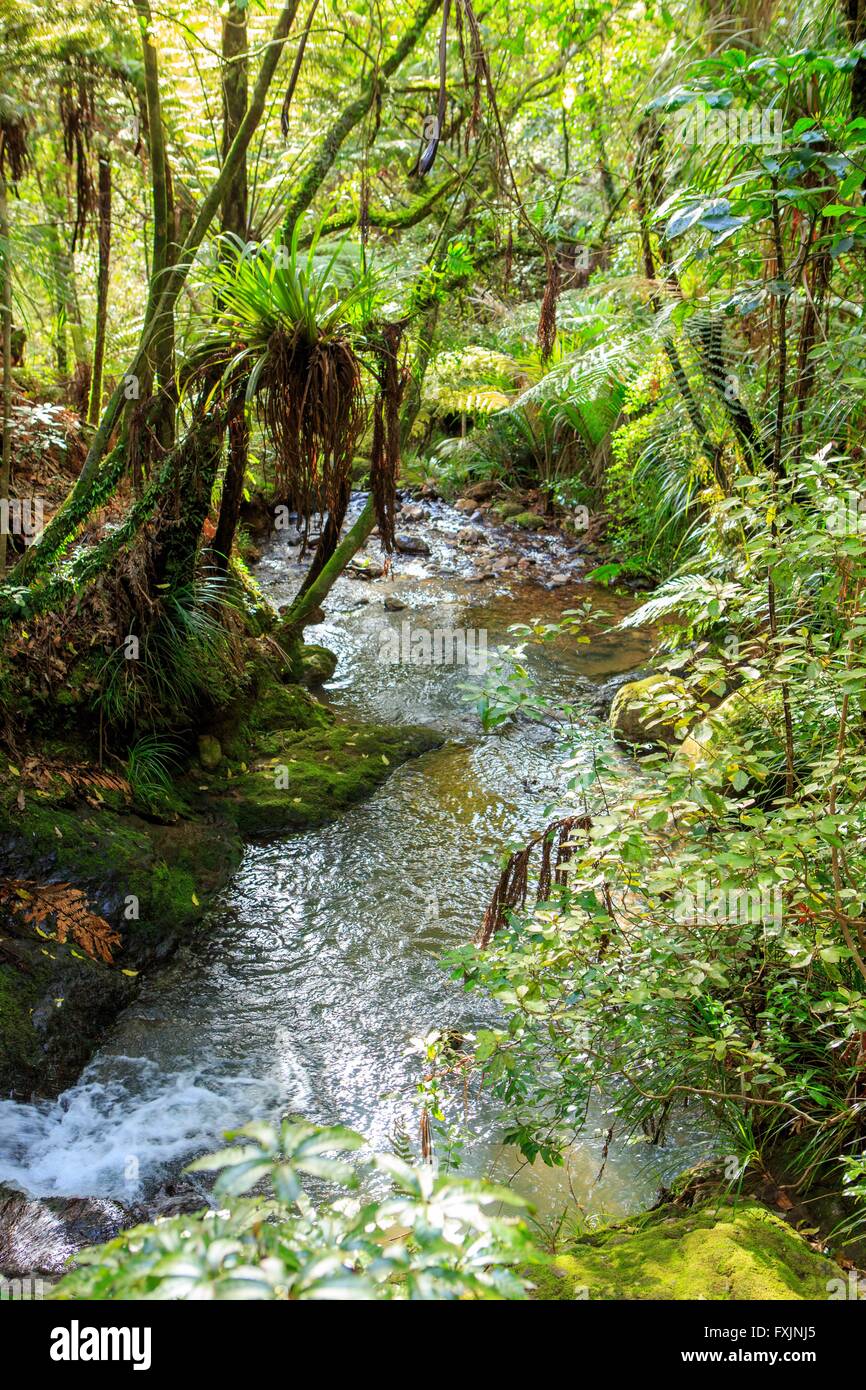 The beautiful rainforest scenery of the Kauri Lookout Trail within the ...