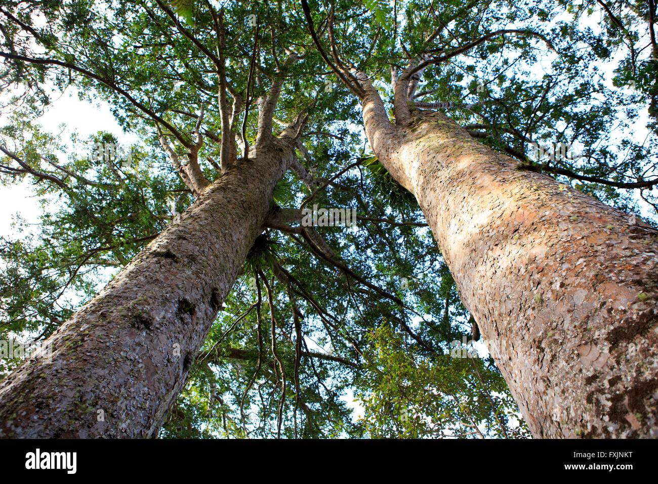 Kauri trees hi-res stock photography and images - Alamy