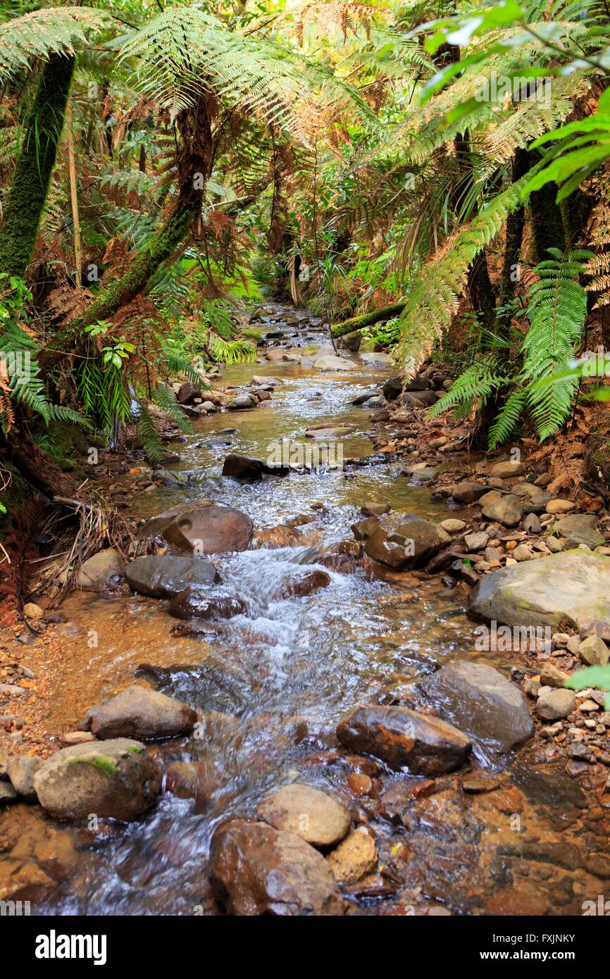 The beautiful rainforest scenery of the Kauri Lookout Trail within the ...