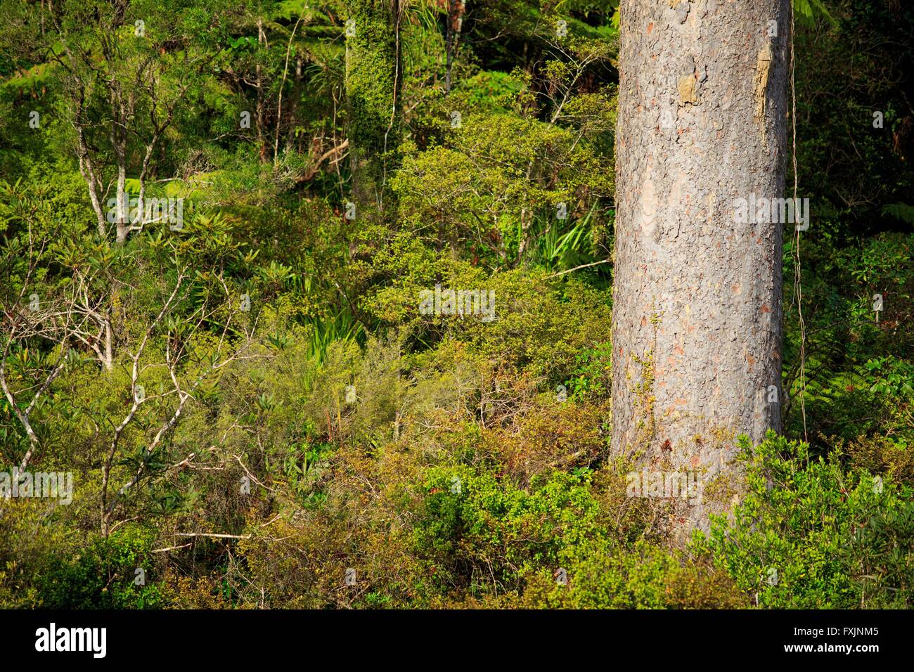 The beautiful rainforest scenery of the Kauri Lookout Trail within the ...