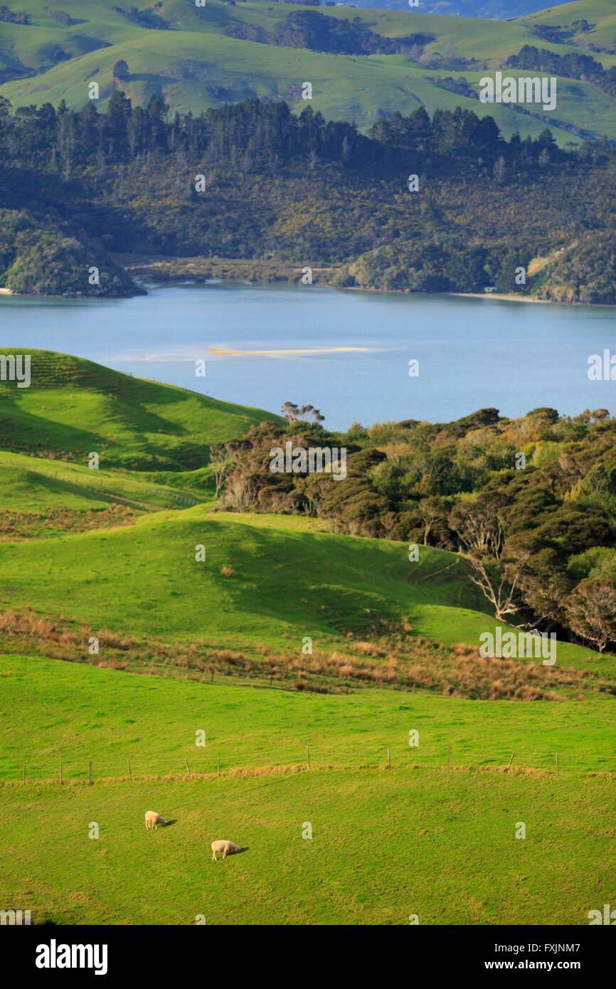 Coromandel Peninsula, North Island, New Zealand Stock Photo - Alamy