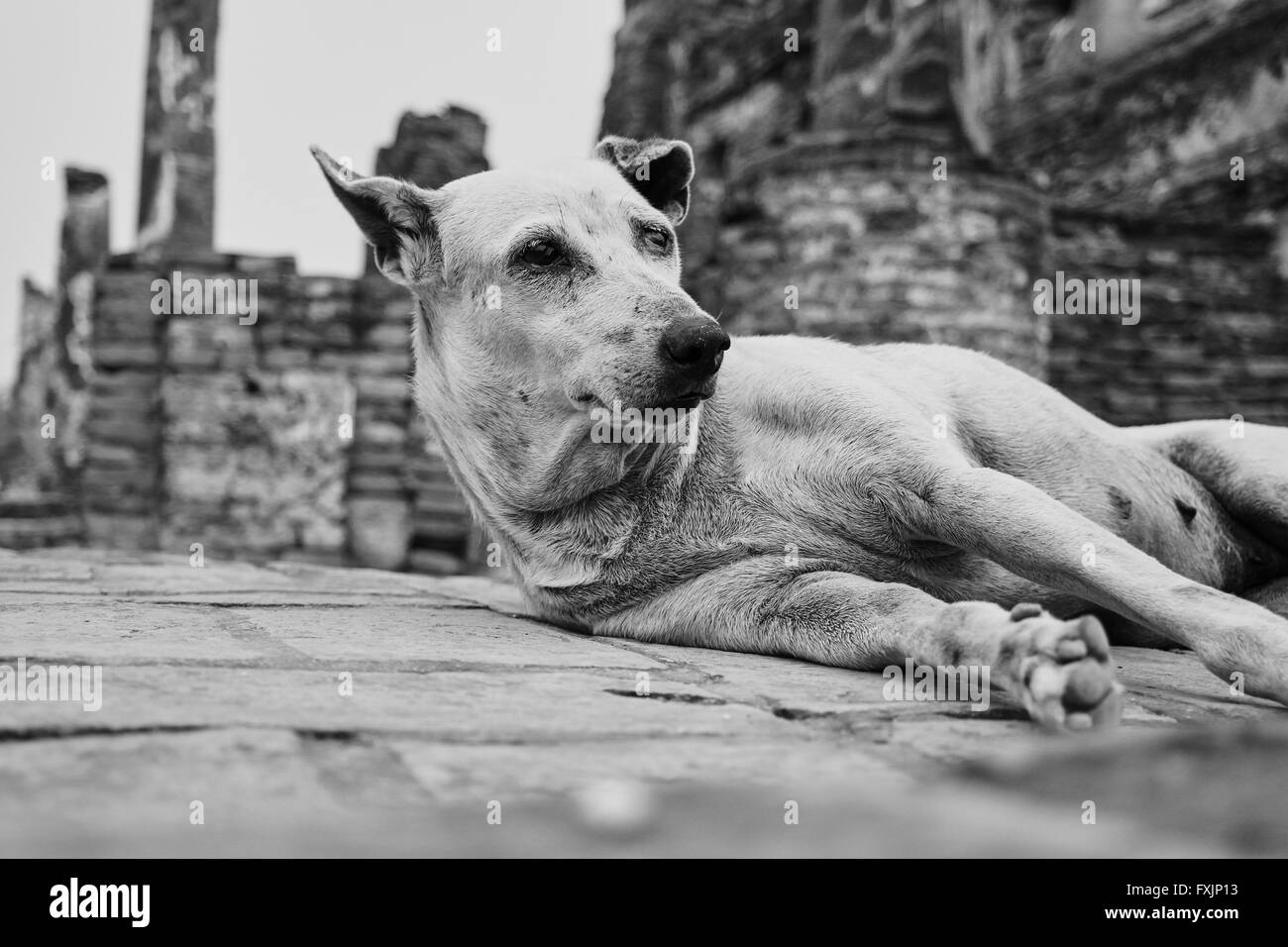 Stray animals Black and White Stock Photos & Images - Alamy