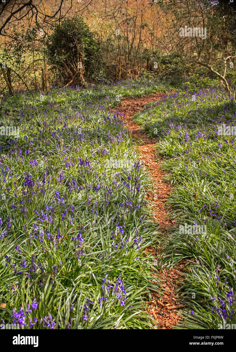 Path running through bluebell woods Stock Photo - Alamy
