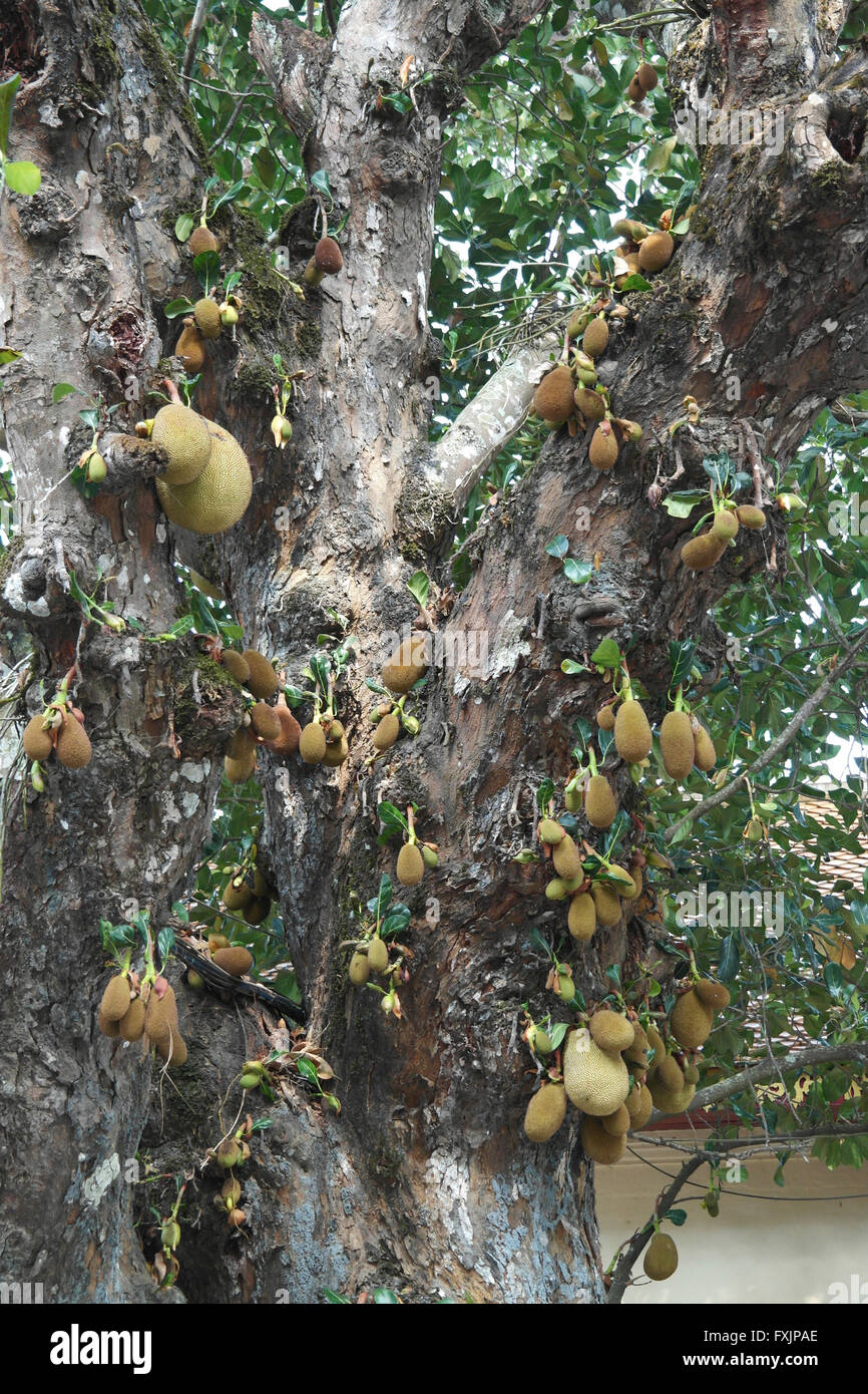 Durian tree in North Thailand Stock Photo - Alamy