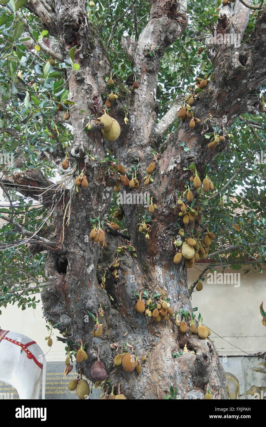 Durian tree in North Thailand Stock Photo - Alamy