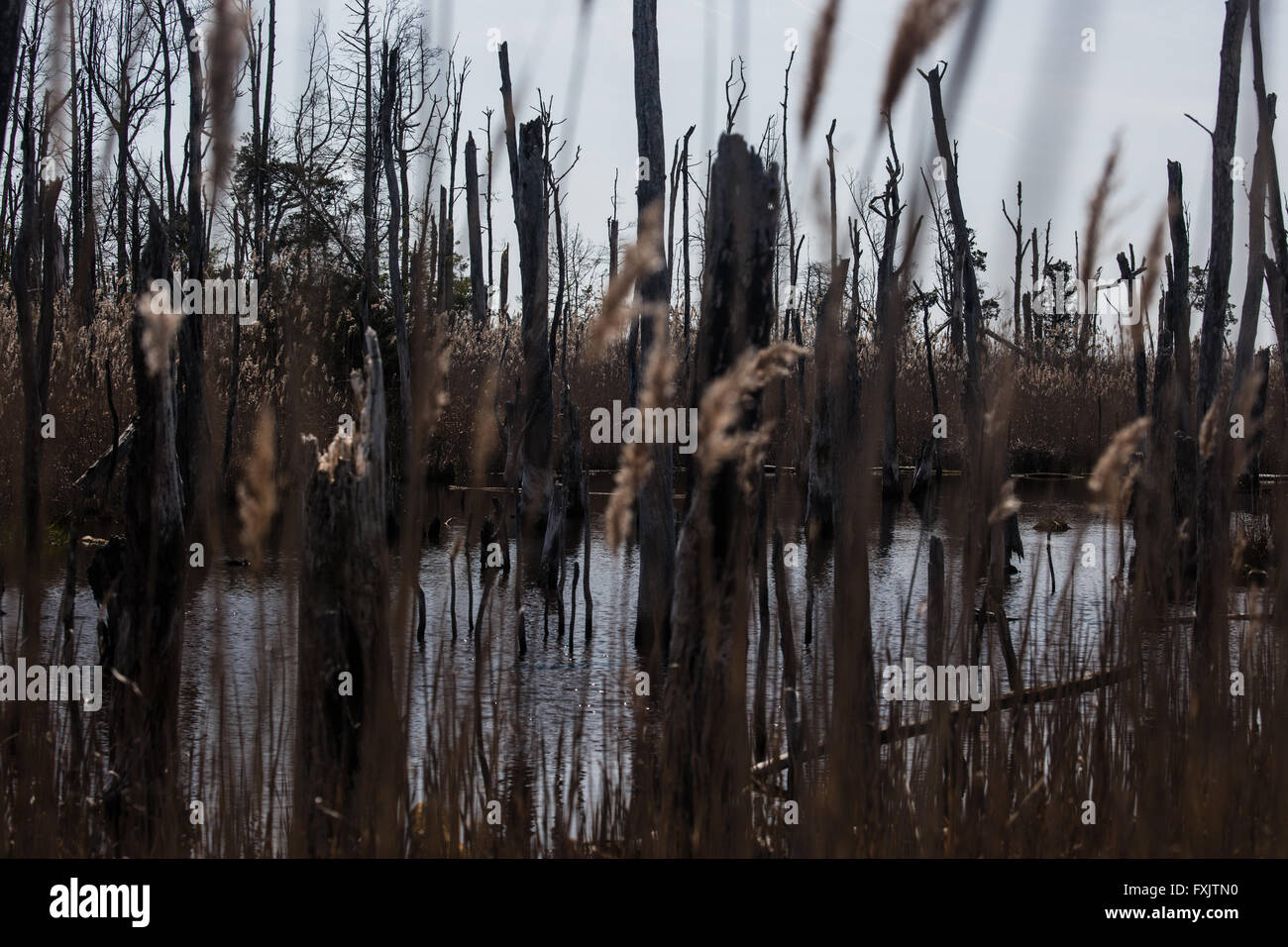 Backswamp hi-res stock photography and images - Alamy