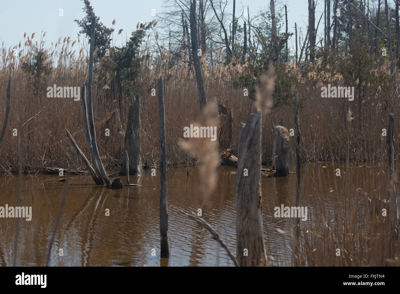 Swampy marsh of trees and grasses Stock Photo - Alamy