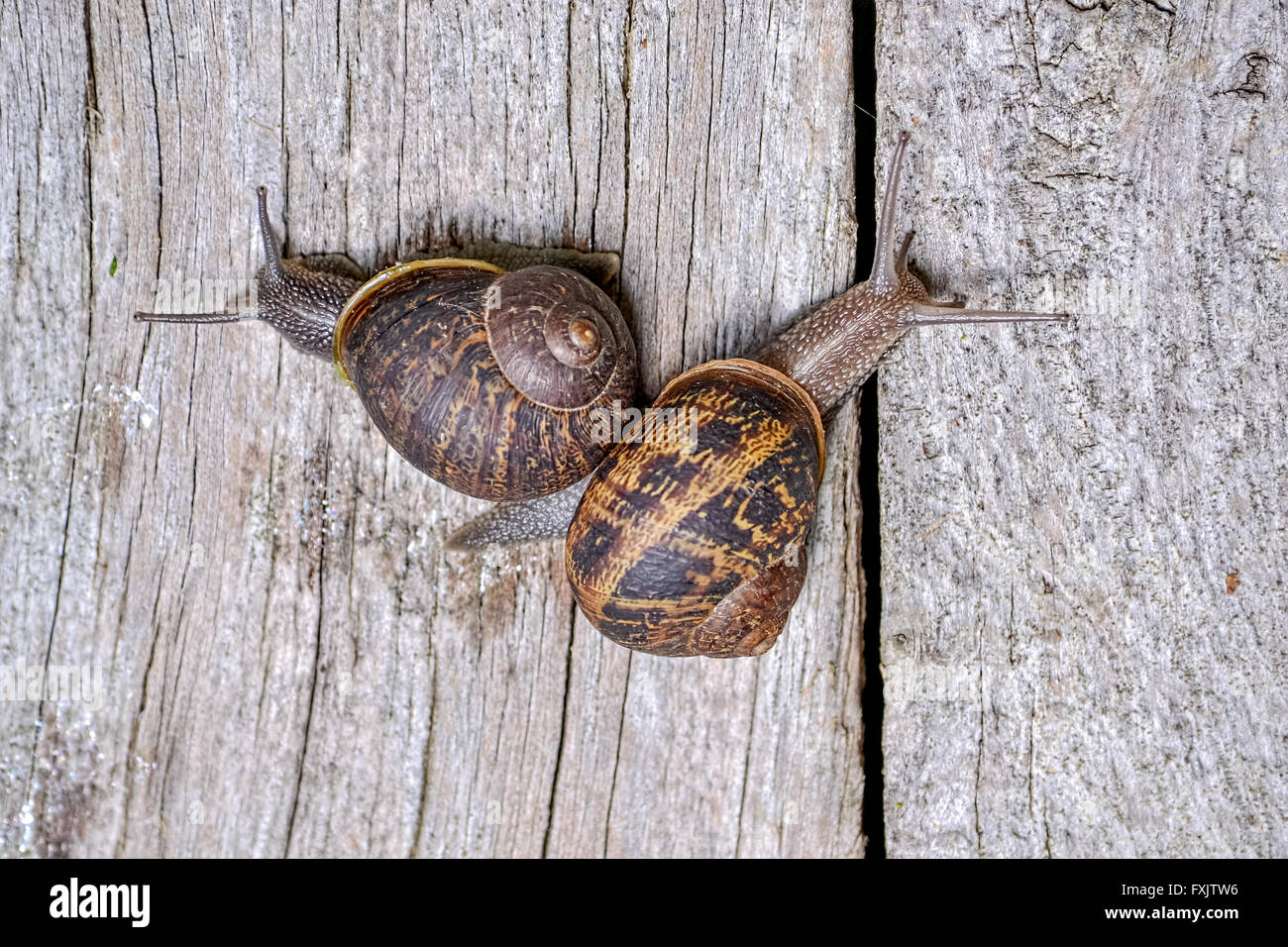 Closeup of common garden snails, Cornu aspersum Stock Photo - Alamy