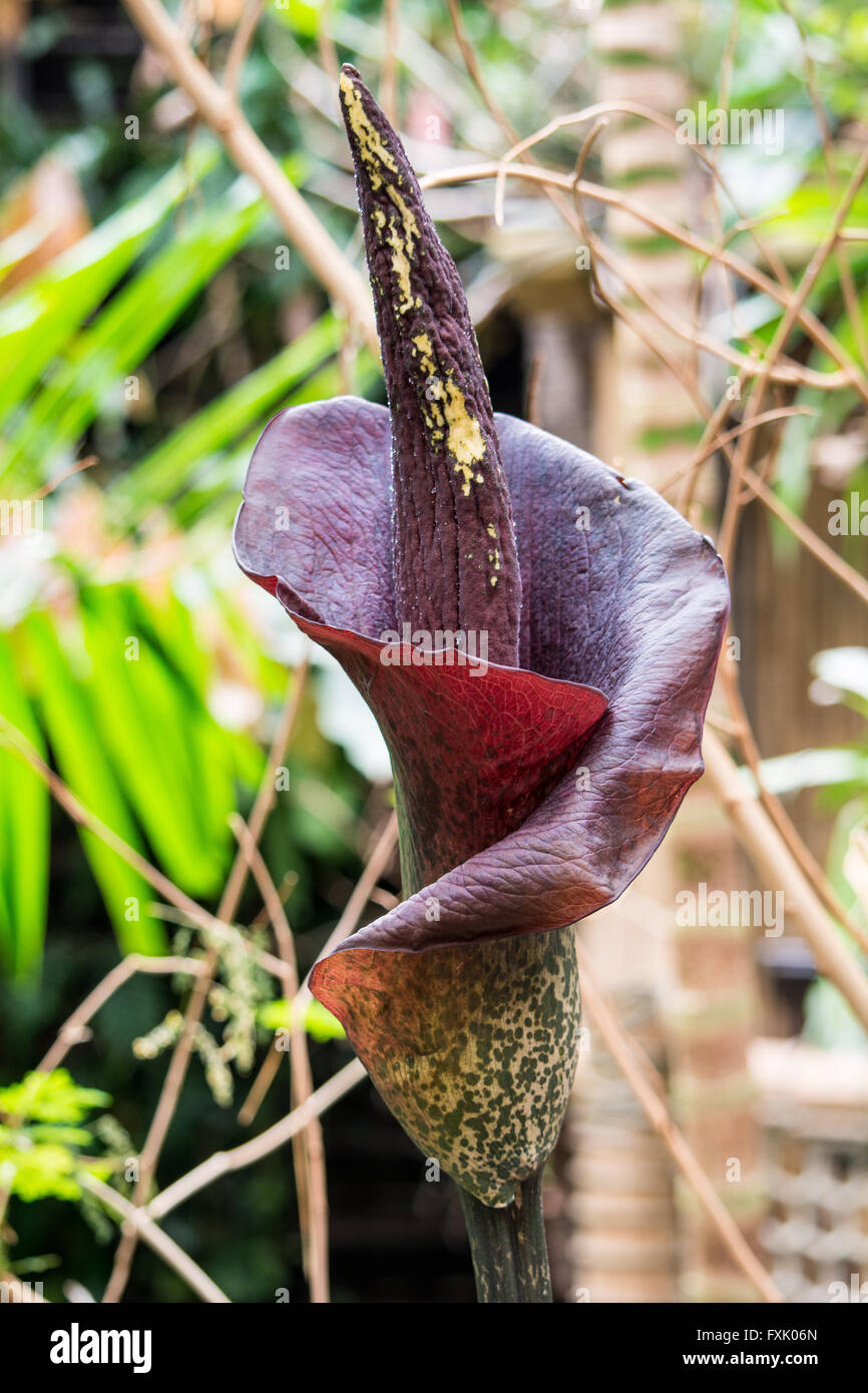 Smelly plant hi-res stock photography and images - Alamy