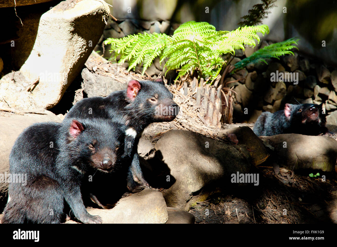 Tasmanian devil cute hi-res stock photography and images - Alamy