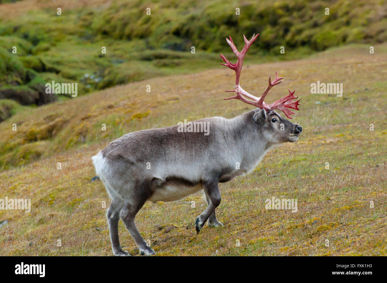 Norway reindeer sleigh hi-res stock photography and images - Alamy