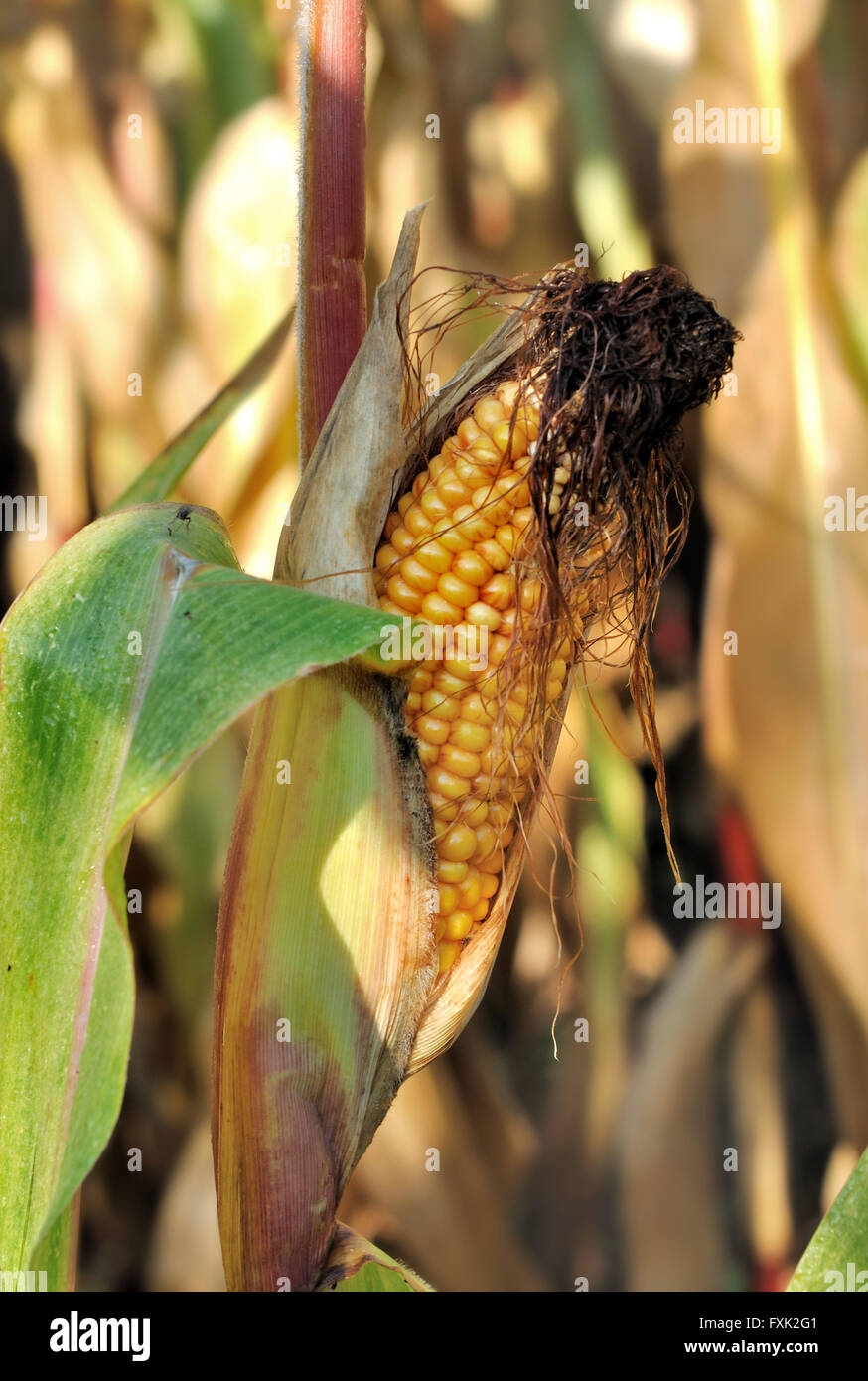Corn field cob hi-res stock photography and images - Alamy