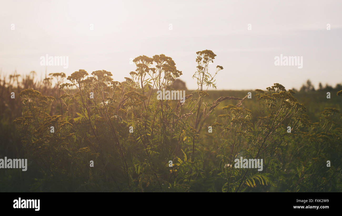 rural field with wild grass in sunset light Stock Photo - Alamy