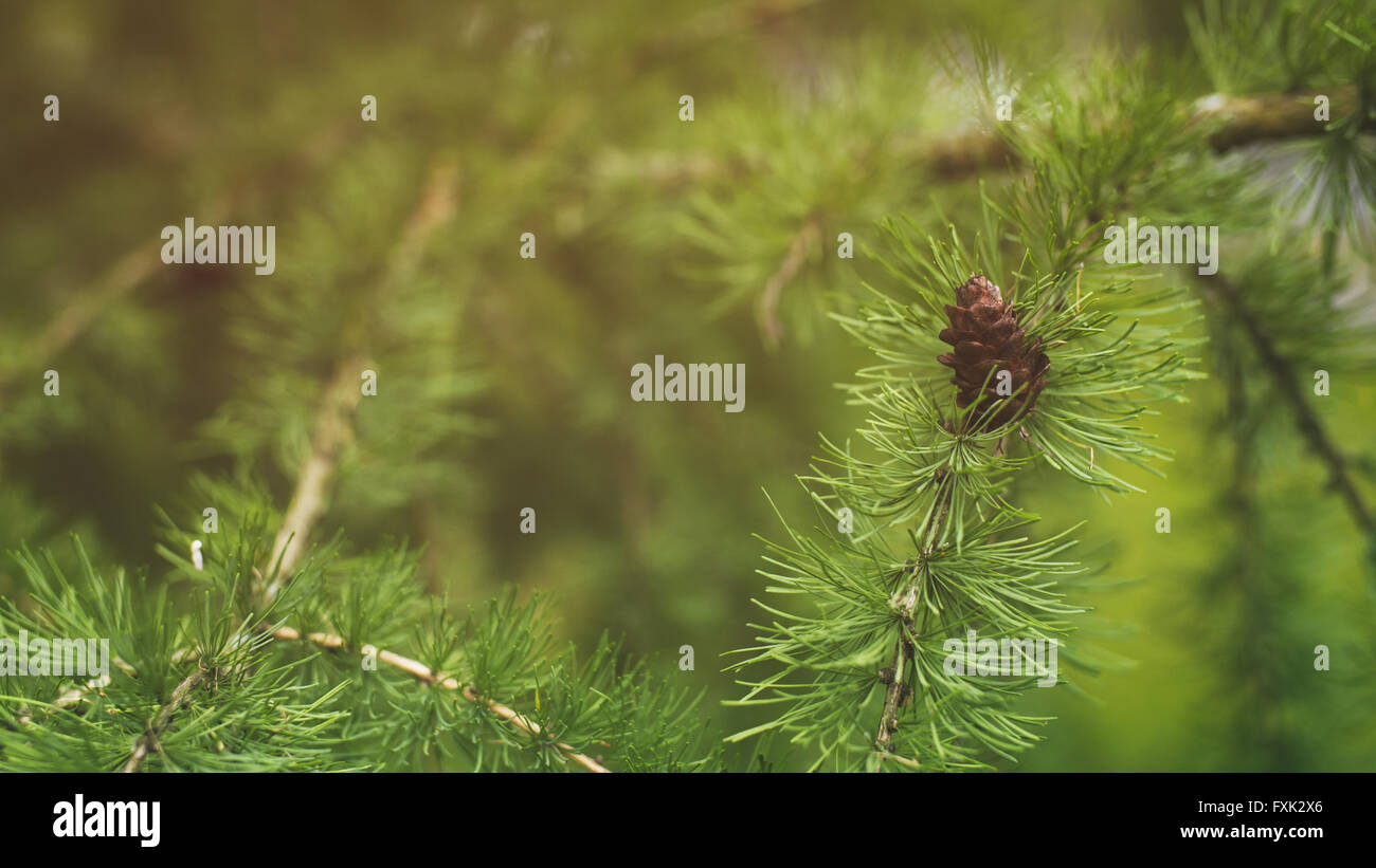 Summer tree hi-res stock photography and images - Alamy