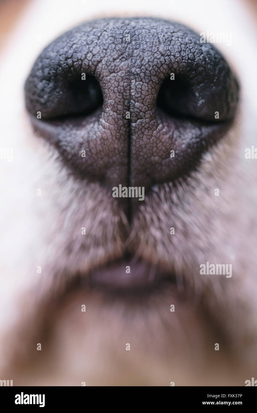 Little nose dog hi-res stock photography and images - Alamy
