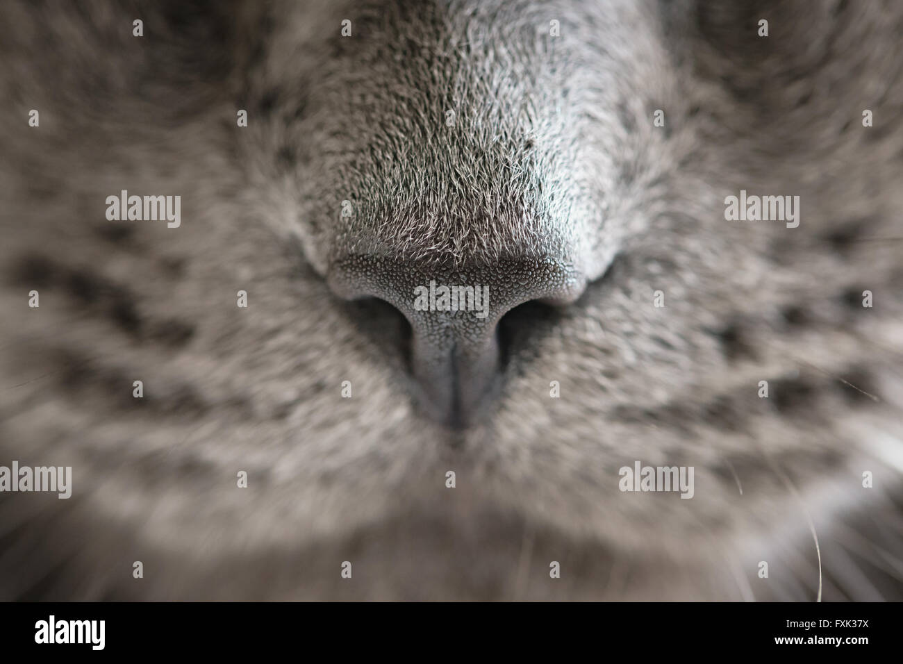 gray cat nose close up photo Stock Photo - Alamy