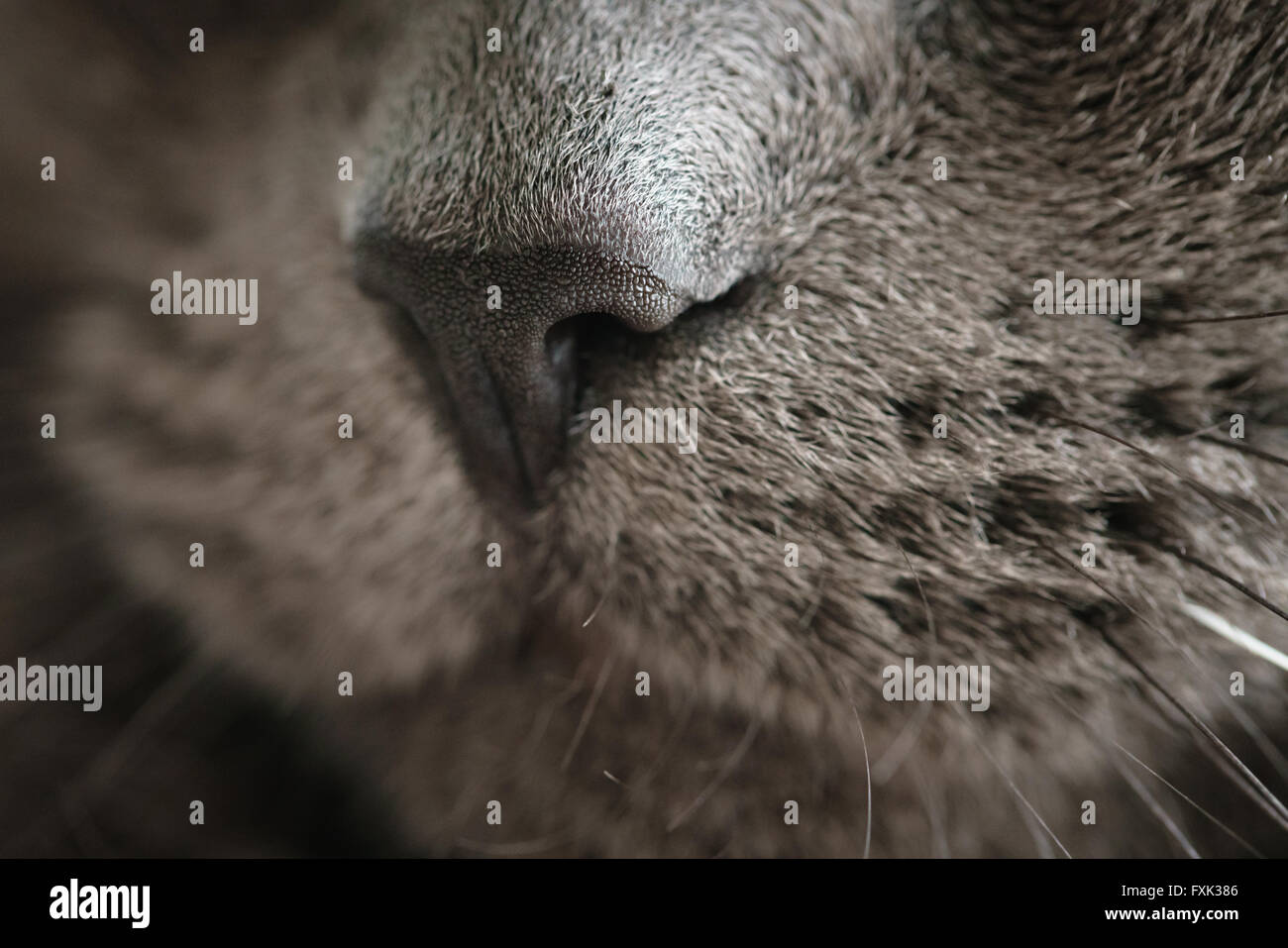 gray cat nose close up photo Stock Photo - Alamy